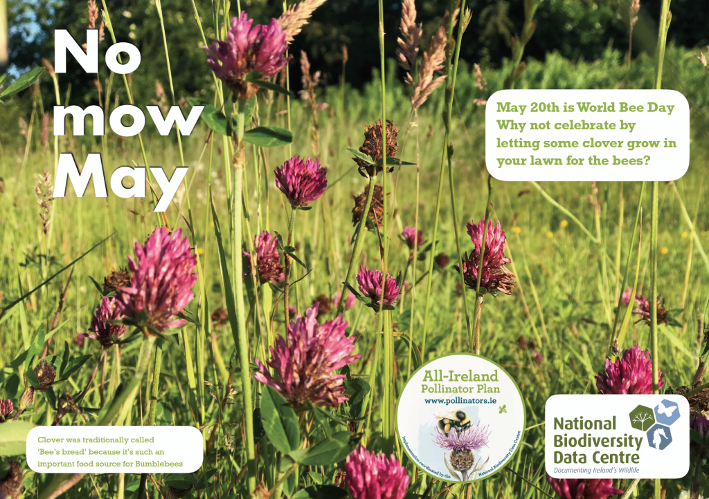 World Bee Day » All-Ireland Pollinator Plan