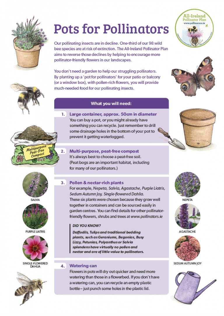 Resources » All-Ireland Pollinator Plan