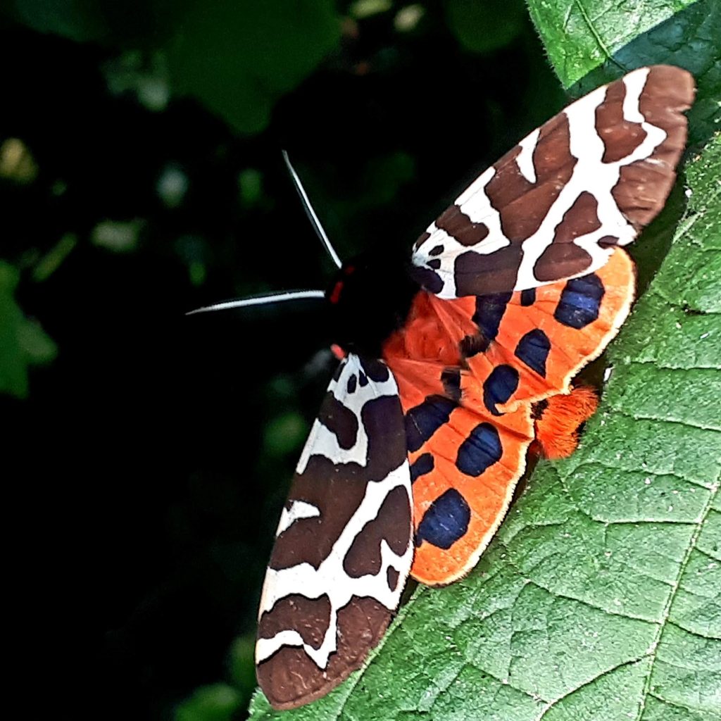 Magical Moths » All-Ireland Pollinator Plan