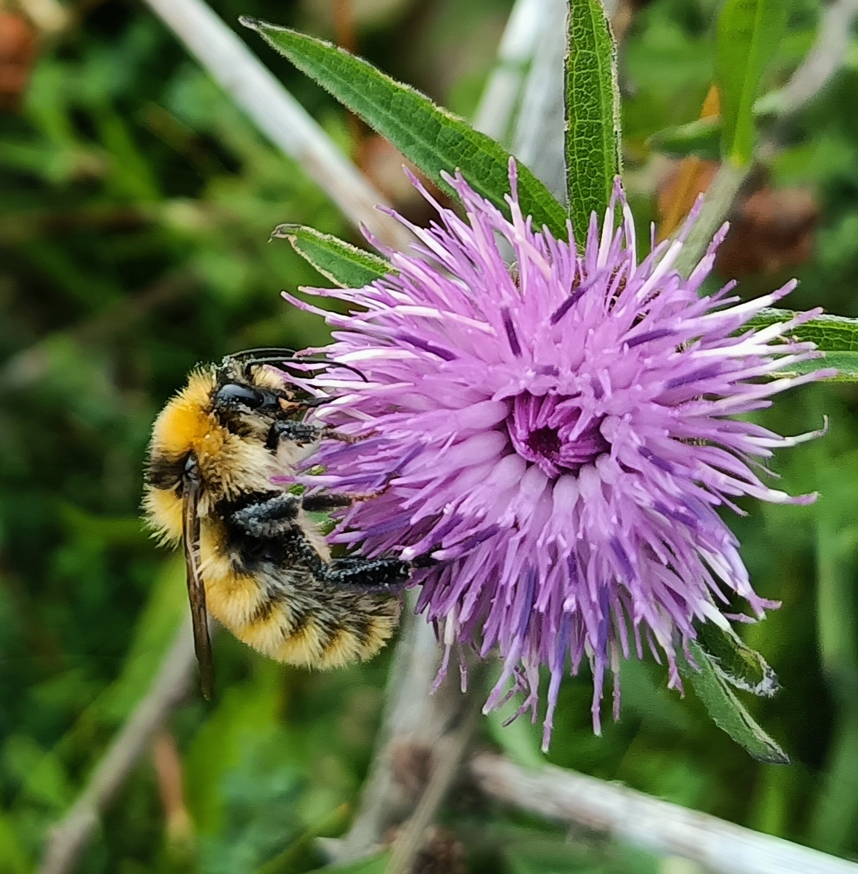 The UCD Great Yellow Bumblebee Recording 'Blitz' » All-Ireland ...
