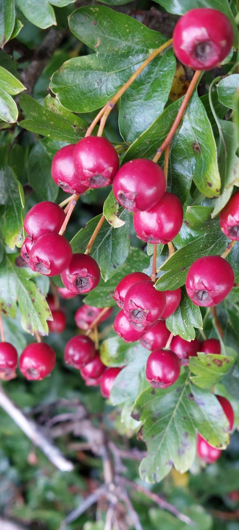 Growing Native Trees from Seed » All-Ireland Pollinator Plan