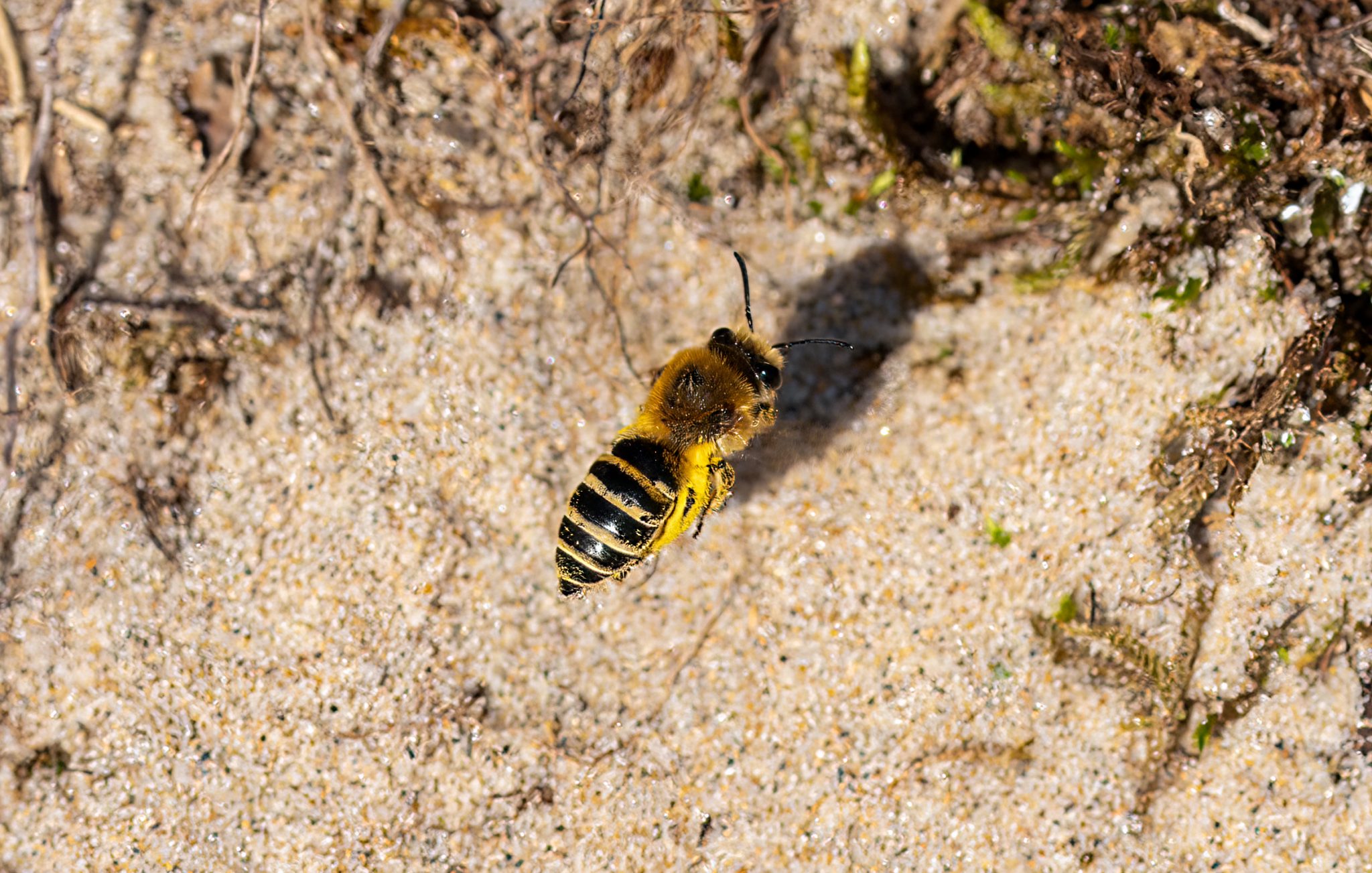 New bee arrives in Ireland! » All-Ireland Pollinator Plan