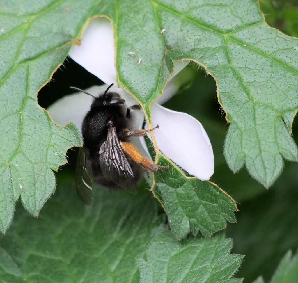 Hairy-footed Flower Bee spotted in Ireland for the first time! » All ...