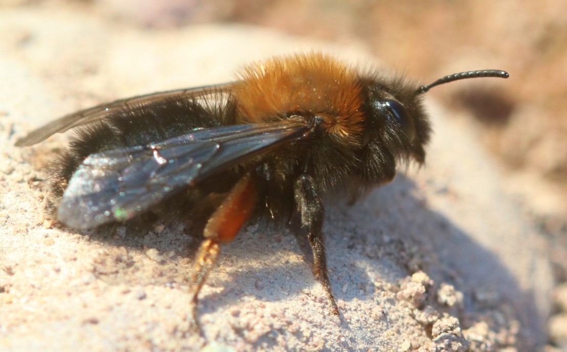 15 solitary bees for beginners » All-Ireland Pollinator Plan
