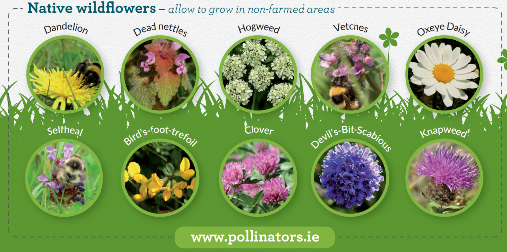 What native wildflowers are good for pollinators on your farm? » All ...