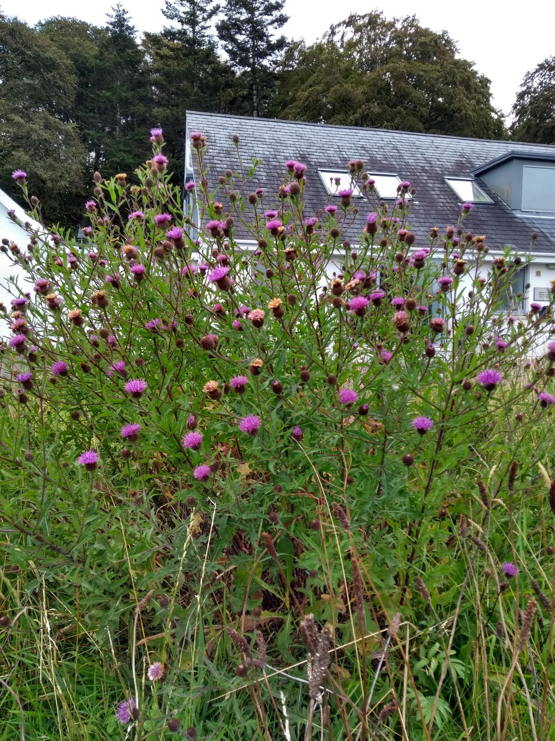 Celebrating native meadows » All-Ireland Pollinator Plan