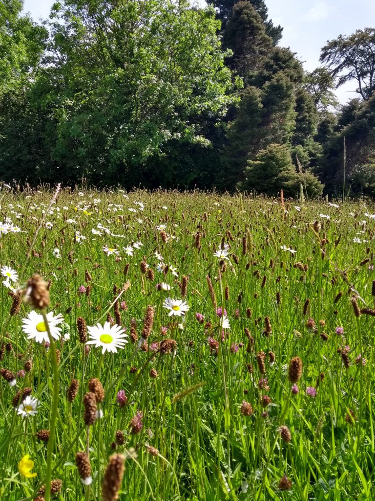 Celebrating native meadows » All-Ireland Pollinator Plan