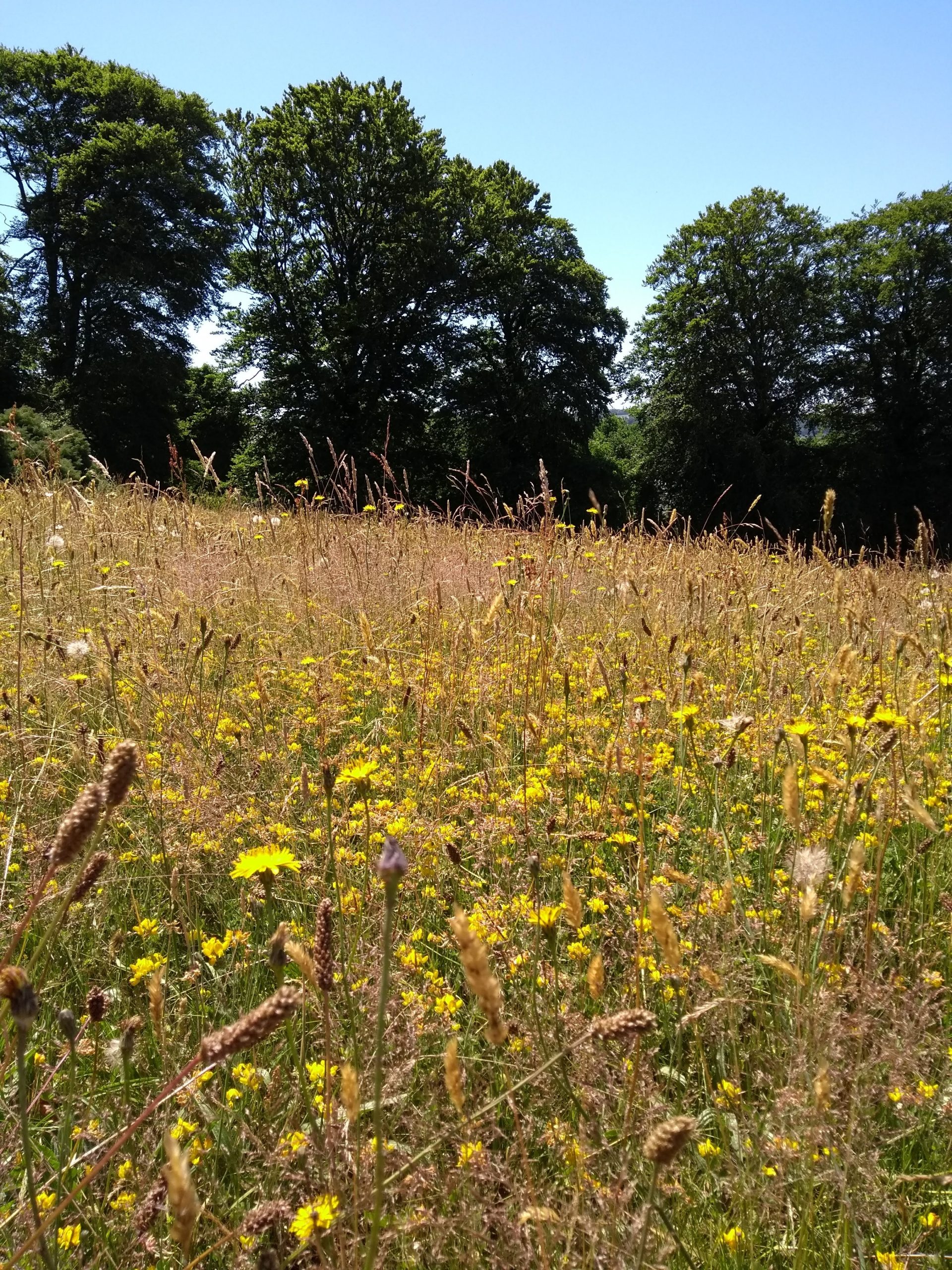 Celebrating native meadows » All-Ireland Pollinator Plan