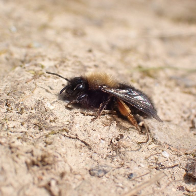15 solitary bees for beginners » All-Ireland Pollinator Plan