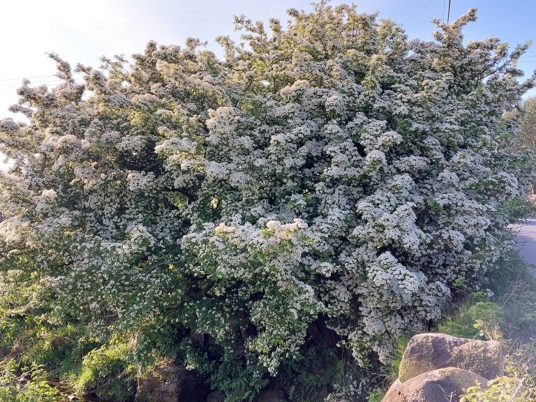Let’s celebrate our native hedgerows! » All-Ireland Pollinator Plan