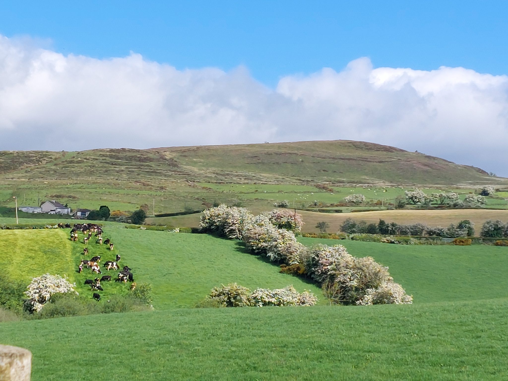 Let’s celebrate our native hedgerows! » All-Ireland Pollinator Plan