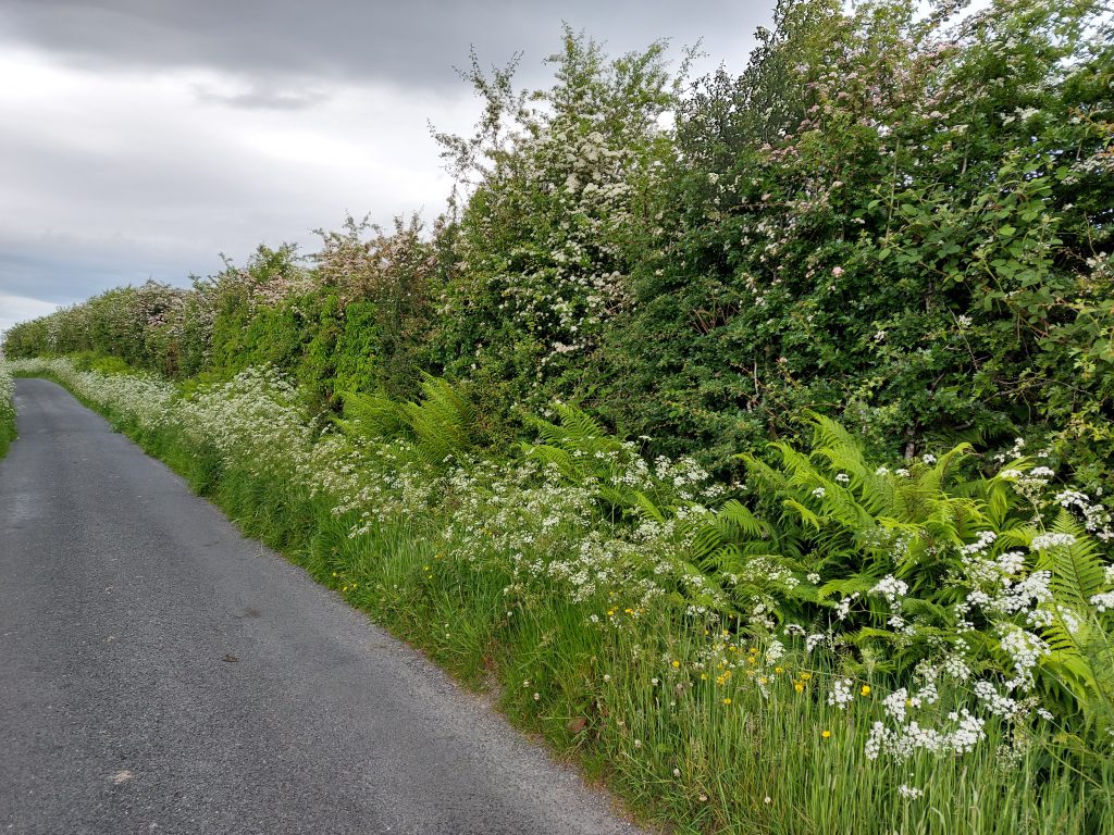 Let’s celebrate our native hedgerows! » All-Ireland Pollinator Plan