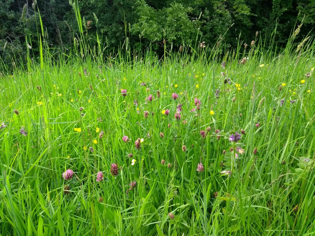 What a meadow should look like » All-Ireland Pollinator Plan