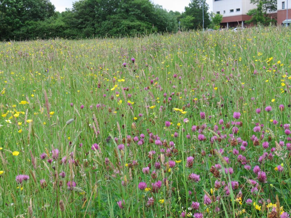 What a meadow should look like » All-Ireland Pollinator Plan
