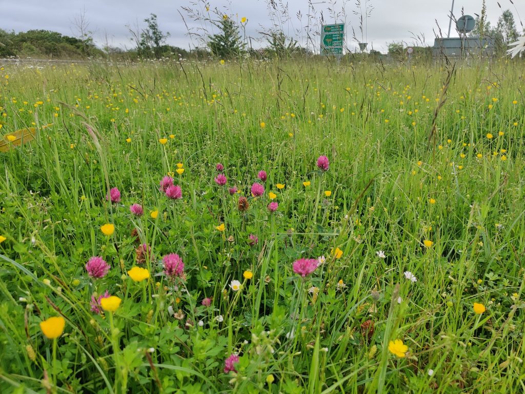 What a meadow should look like » All-Ireland Pollinator Plan