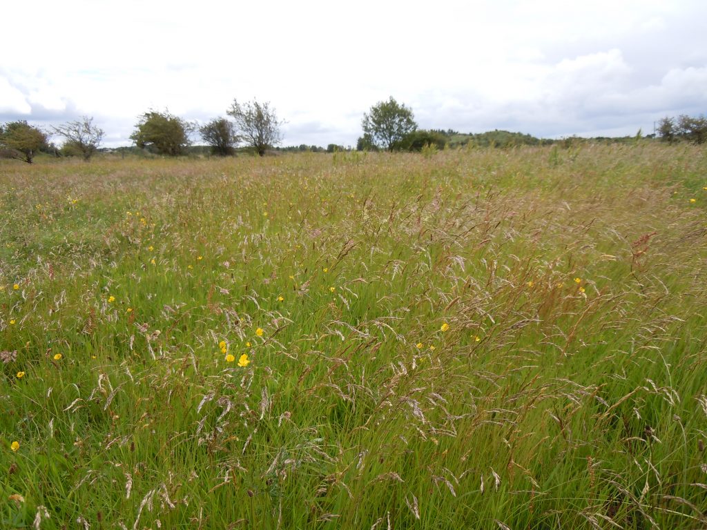 What a meadow should look like » All-Ireland Pollinator Plan