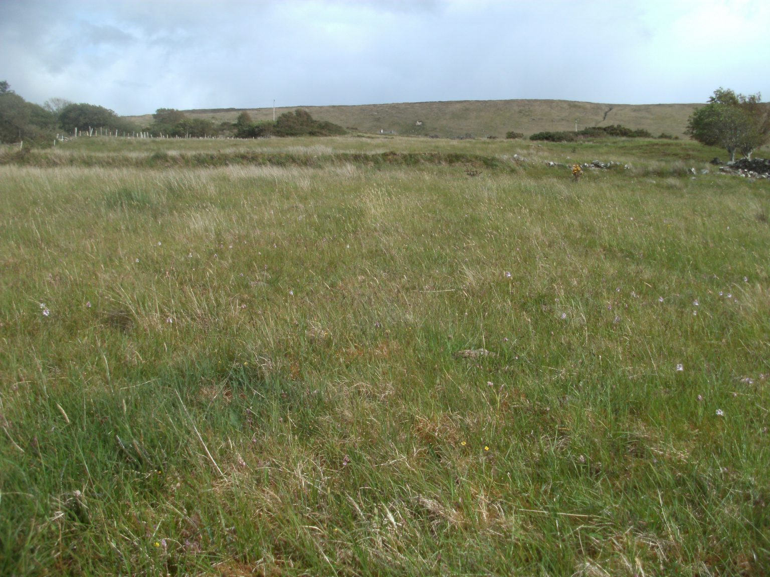 What a meadow should look like » All-Ireland Pollinator Plan