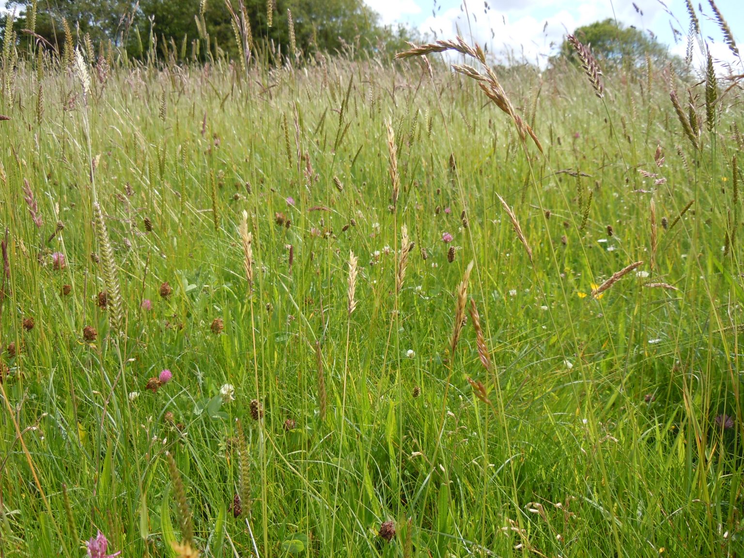What a meadow should look like » All-Ireland Pollinator Plan