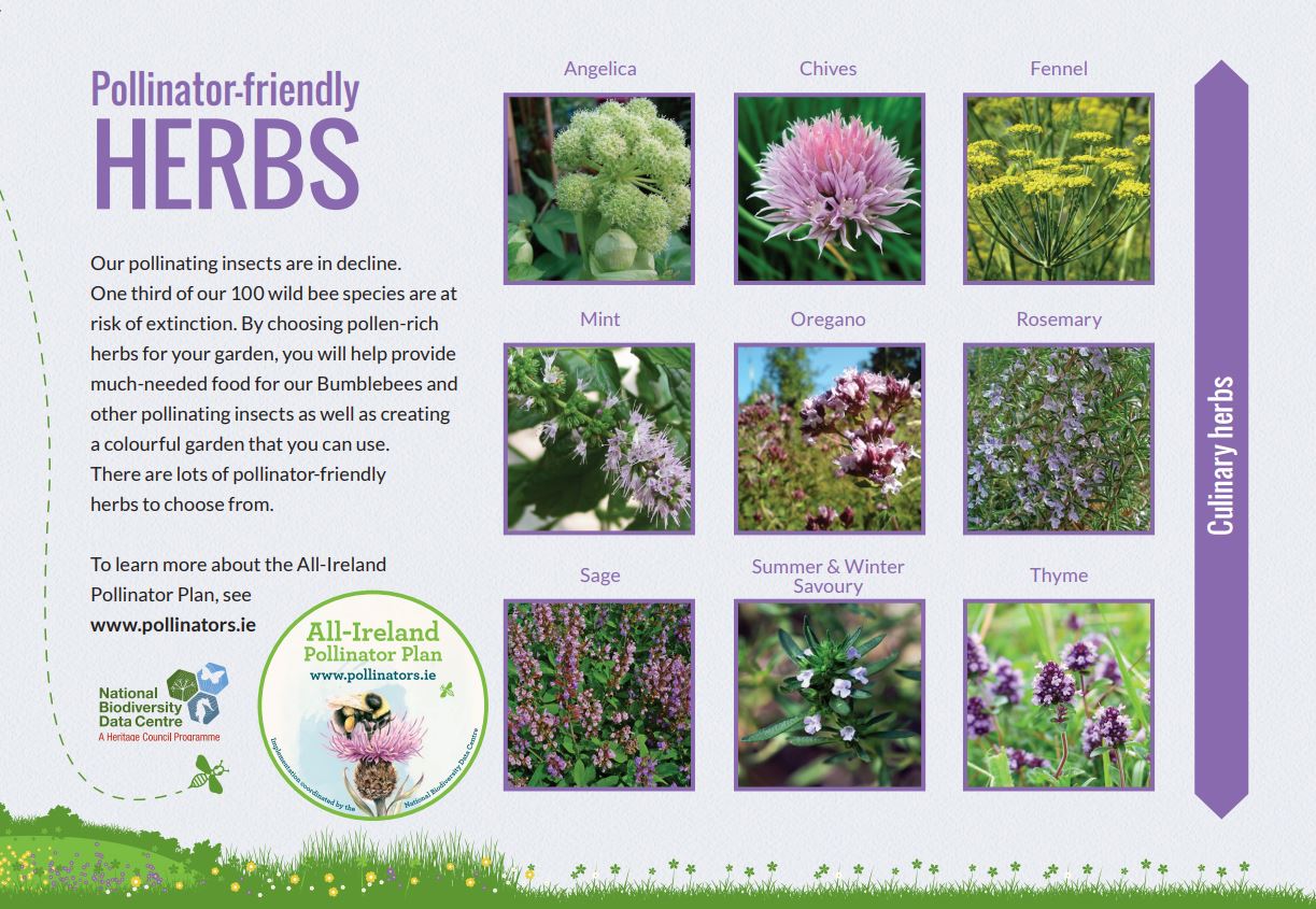 Gardens » All-Ireland Pollinator Plan