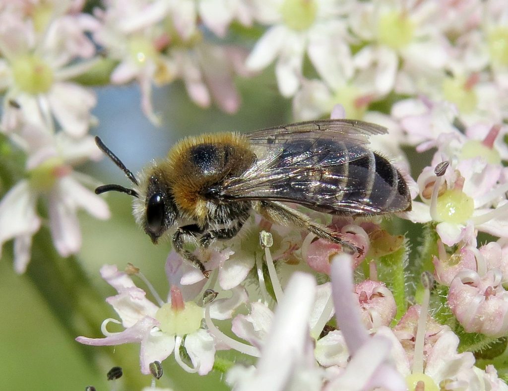 Protecting the Northern Colletes Bee » All-Ireland Pollinator Plan