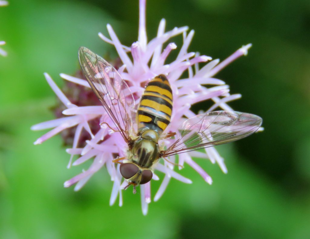 Hoverflies, the ‘Farmers Friend’. » All-Ireland Pollinator Plan