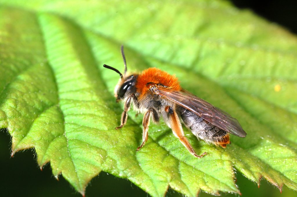 ID guides » All-Ireland Pollinator Plan