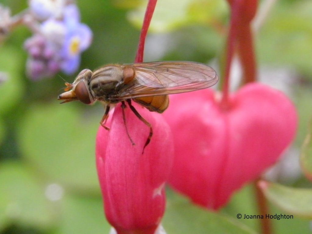 Hoverflies » All-Ireland Pollinator Plan