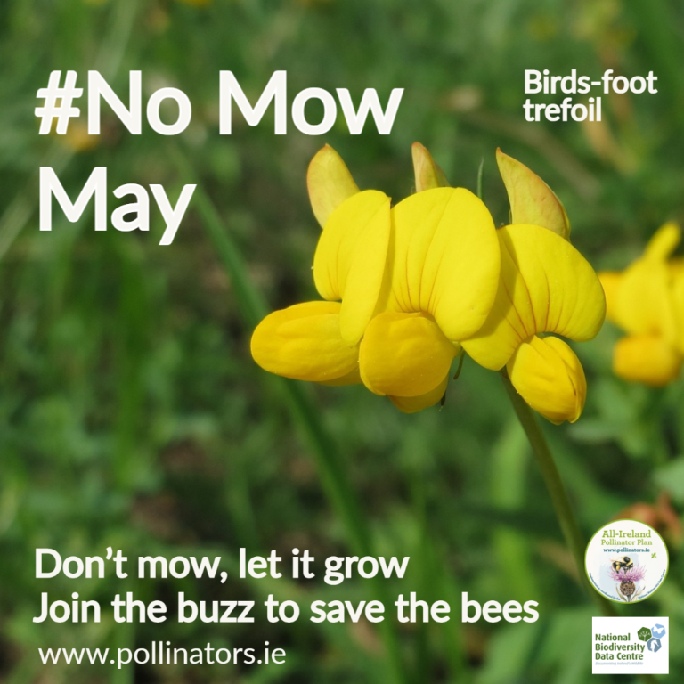 No Mow May » All-Ireland Pollinator Plan