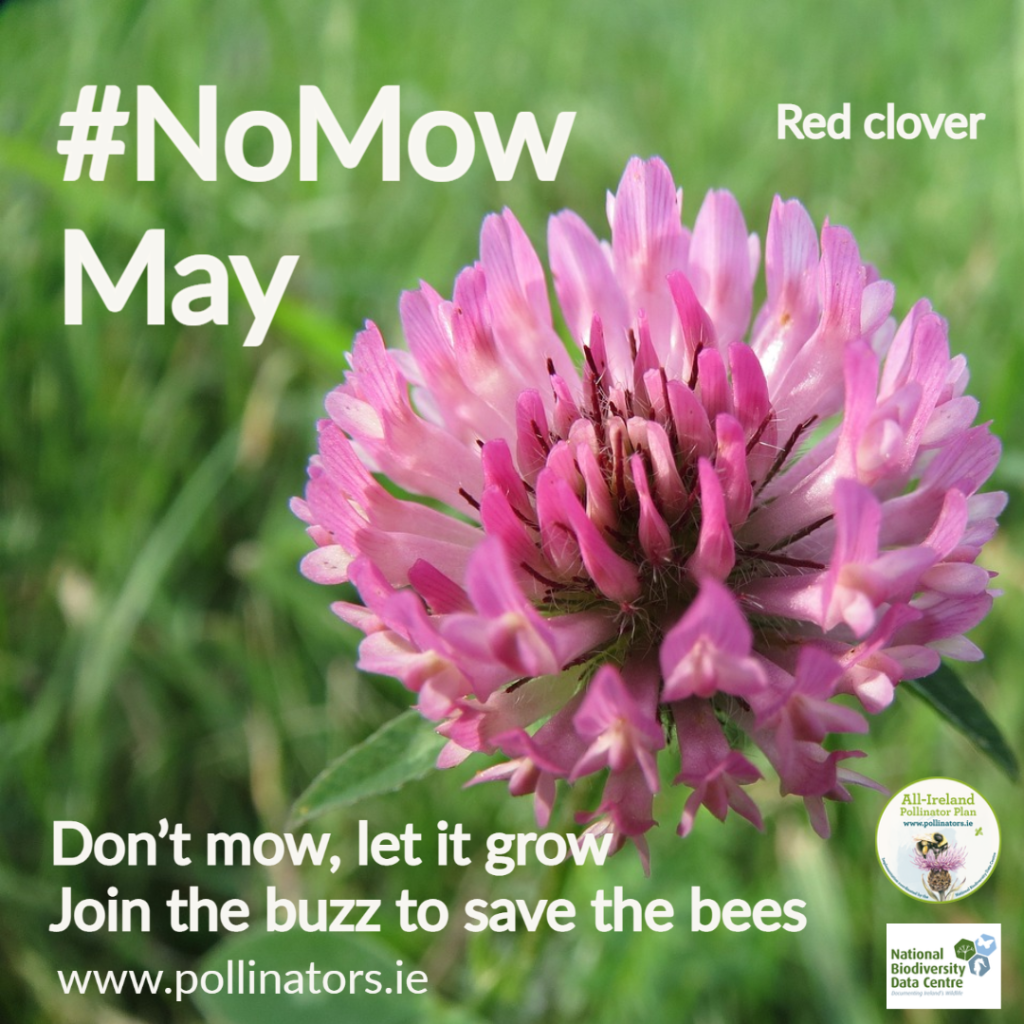 No Mow May » All-Ireland Pollinator Plan