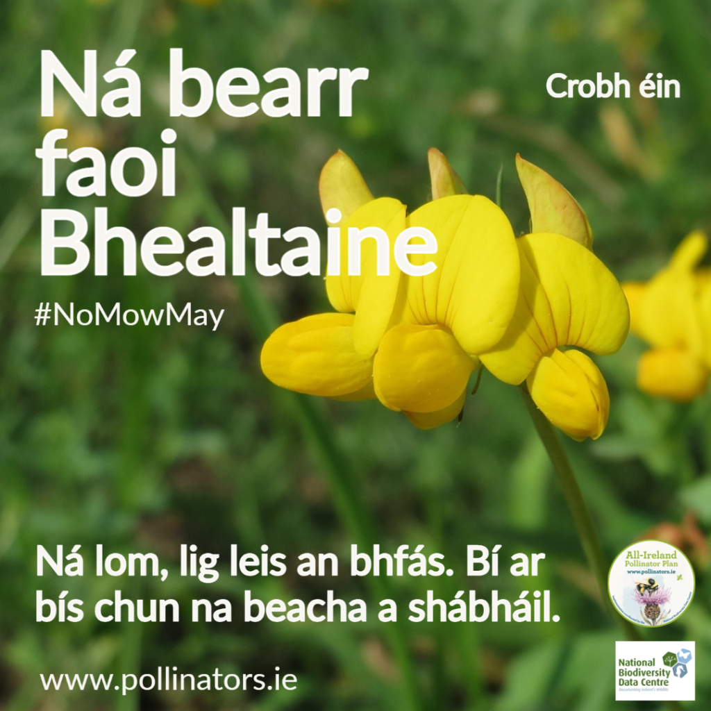 No Mow May » All-Ireland Pollinator Plan