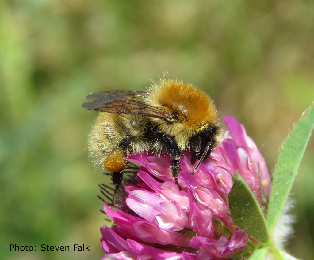 Wild Bee Festival » All-Ireland Pollinator Plan