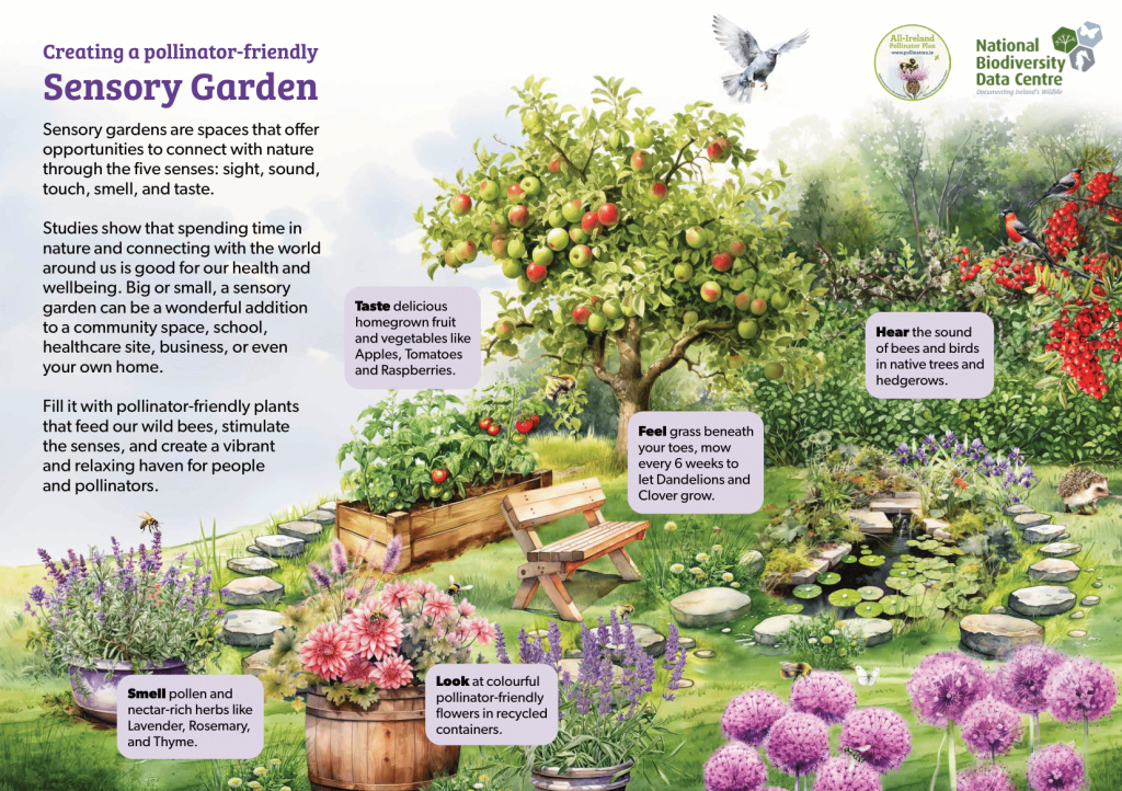New flyer: Pollinator-friendly Sensory Gardens » All-Ireland Pollinator ...