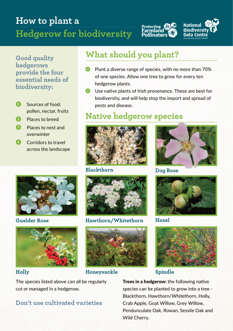 Hedgerow Resources » All-Ireland Pollinator Plan
