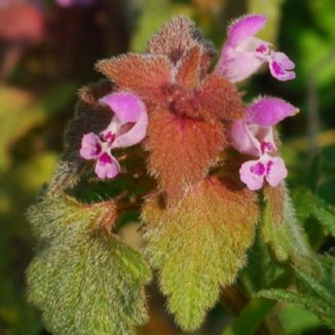 Pollinators in February » All-Ireland Pollinator Plan