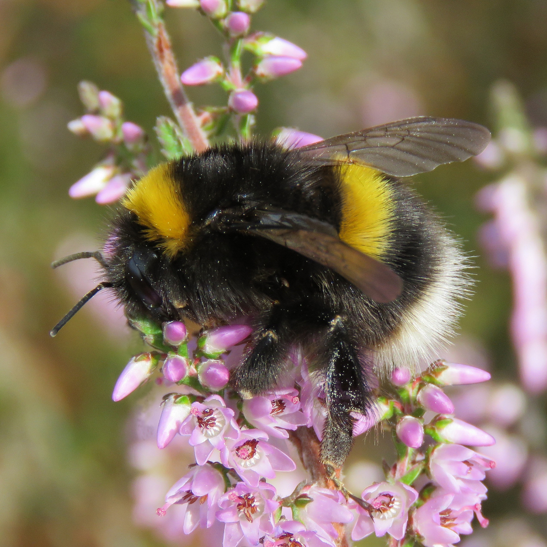 Pollinators in February » All-Ireland Pollinator Plan