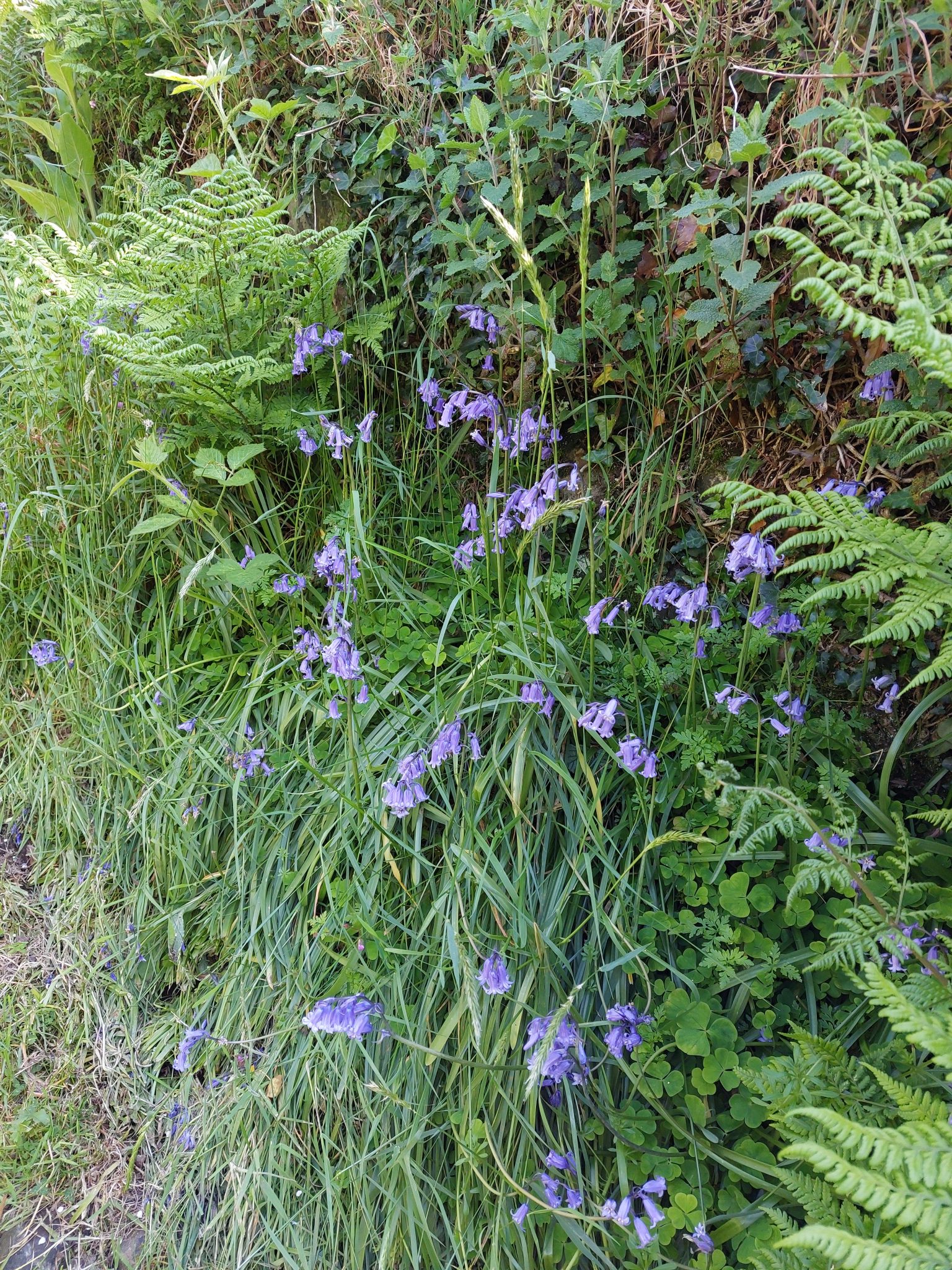 Cherish our native Common Bluebell (Hyacinthoides non-scripta) » All ...