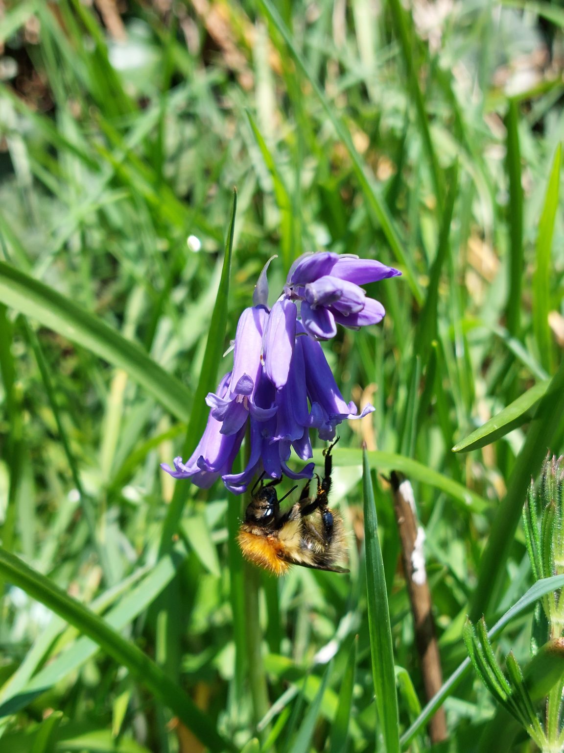 Cherish our native Common Bluebell (Hyacinthoides non-scripta) » All ...