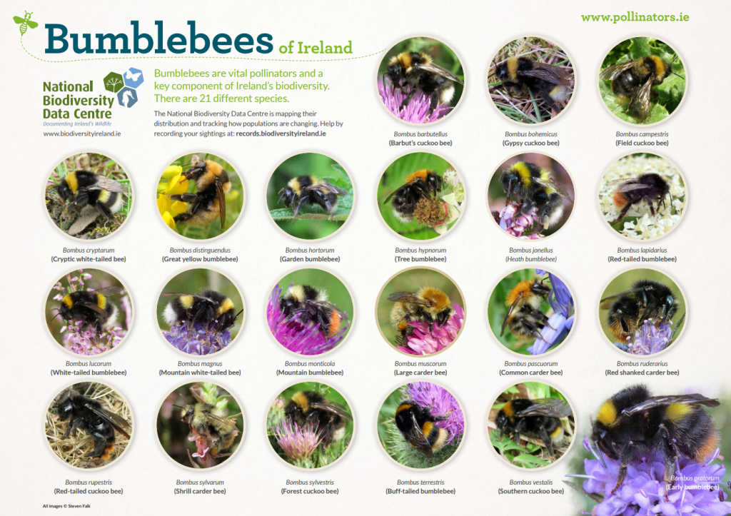 World Bee Day » All-Ireland Pollinator Plan