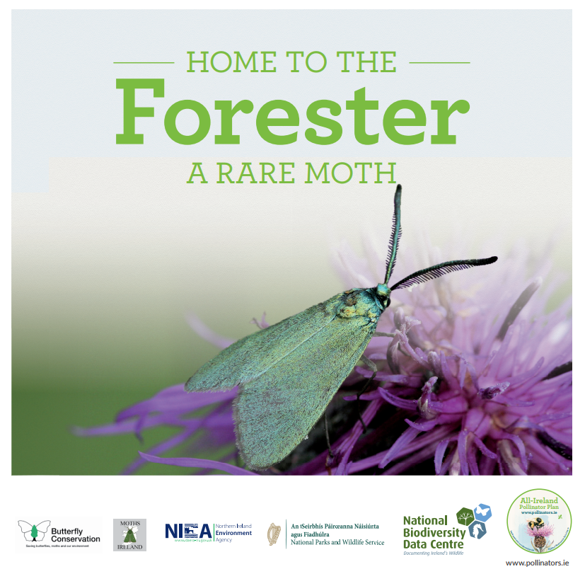 Protecting rare pollinators: new resources on the Forester Moth » All ...