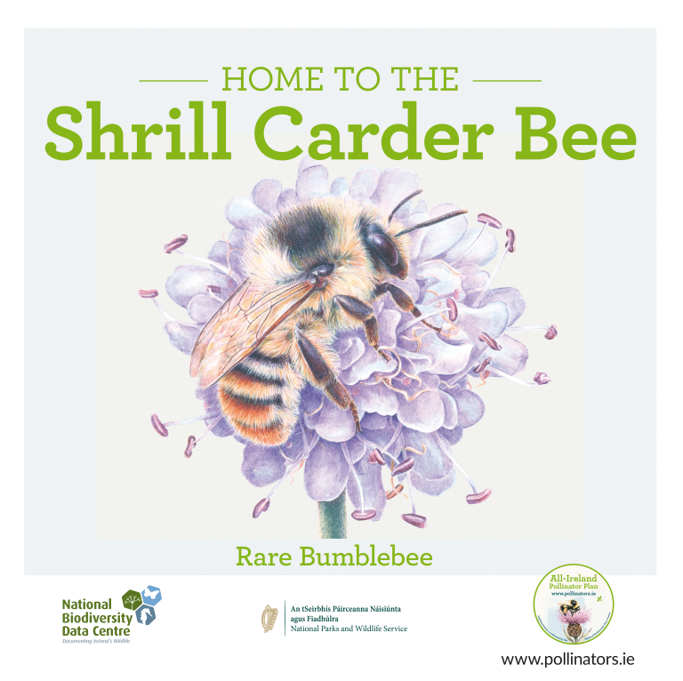 Shrill Carder Bee » All-Ireland Pollinator Plan