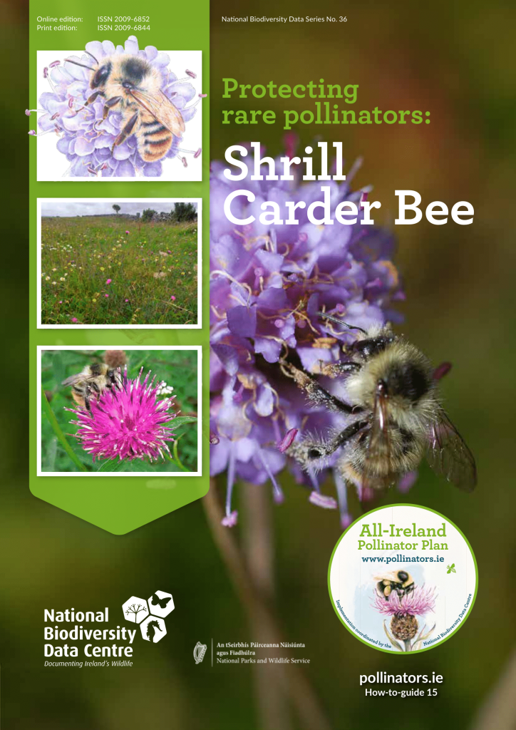 Shrill Carder Bee » All-Ireland Pollinator Plan