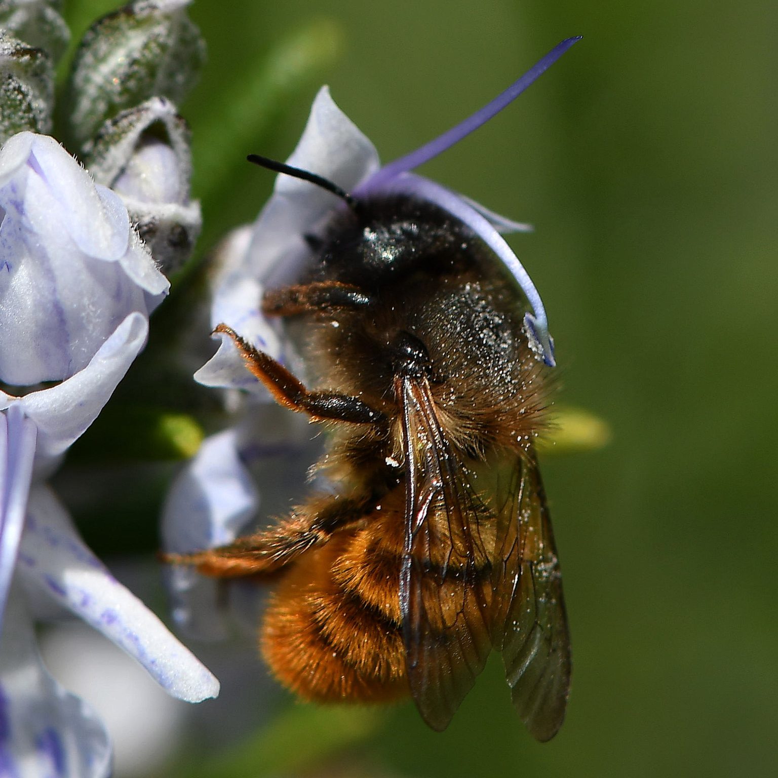 Mason Bees » All-Ireland Pollinator Plan