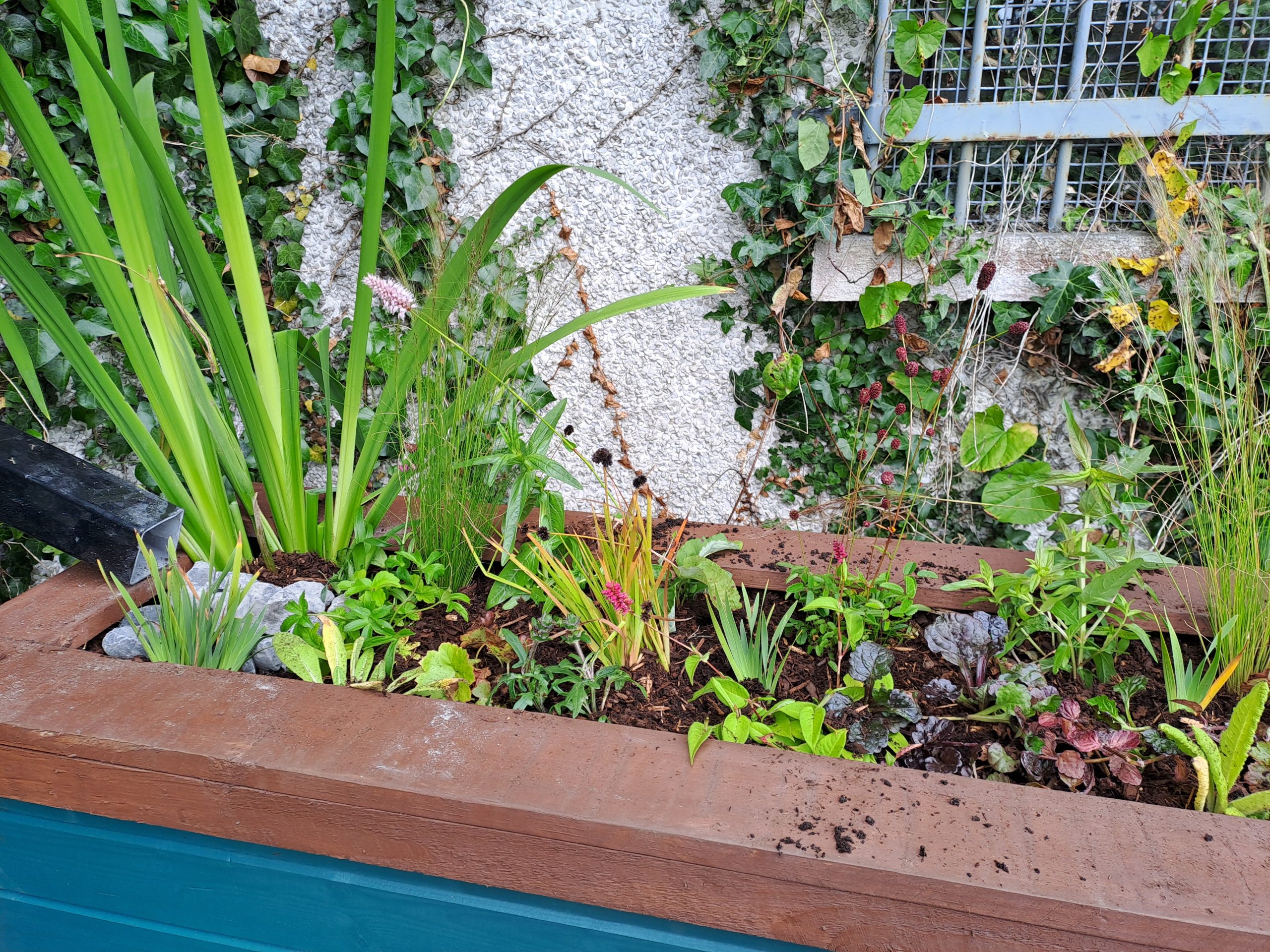 New resource: Rainwater planters for pollinators » All-Ireland ...